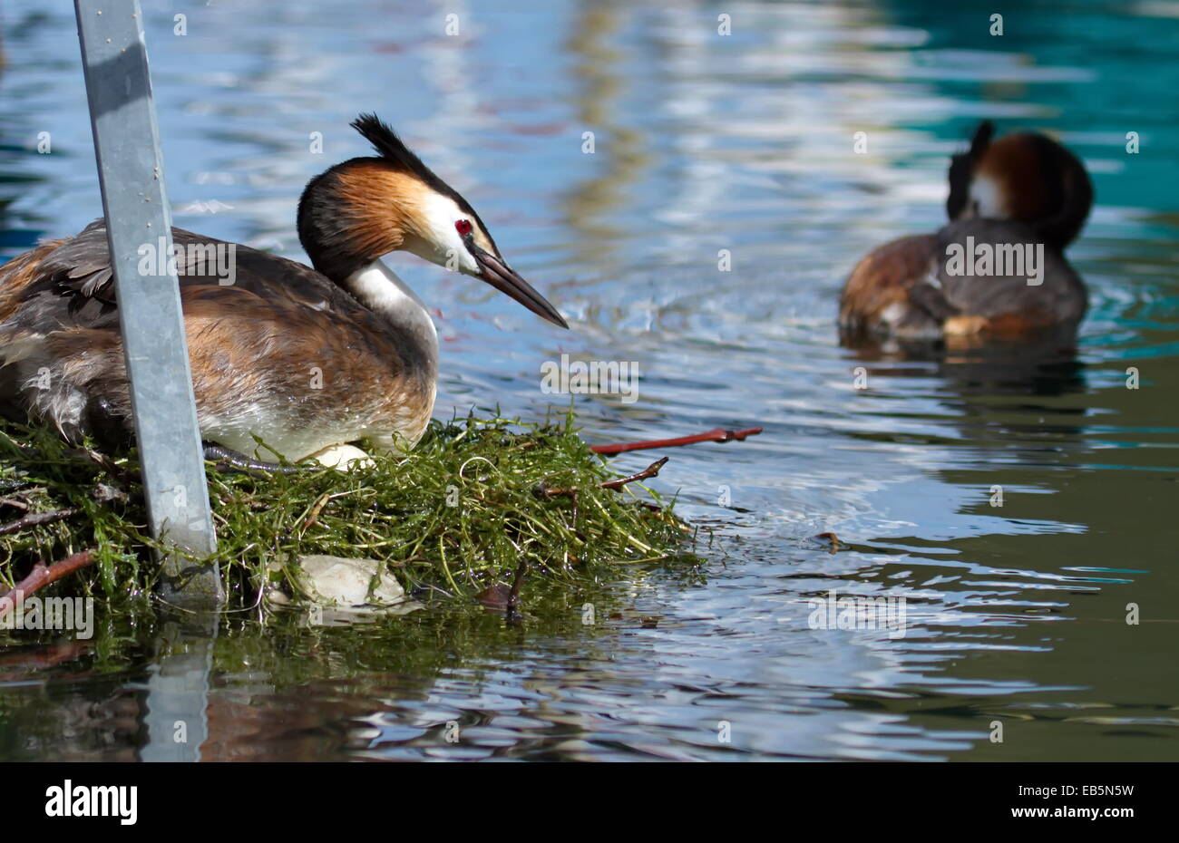 Crested grebe duck (podiceps cristatus) incubating its nest, other on ...