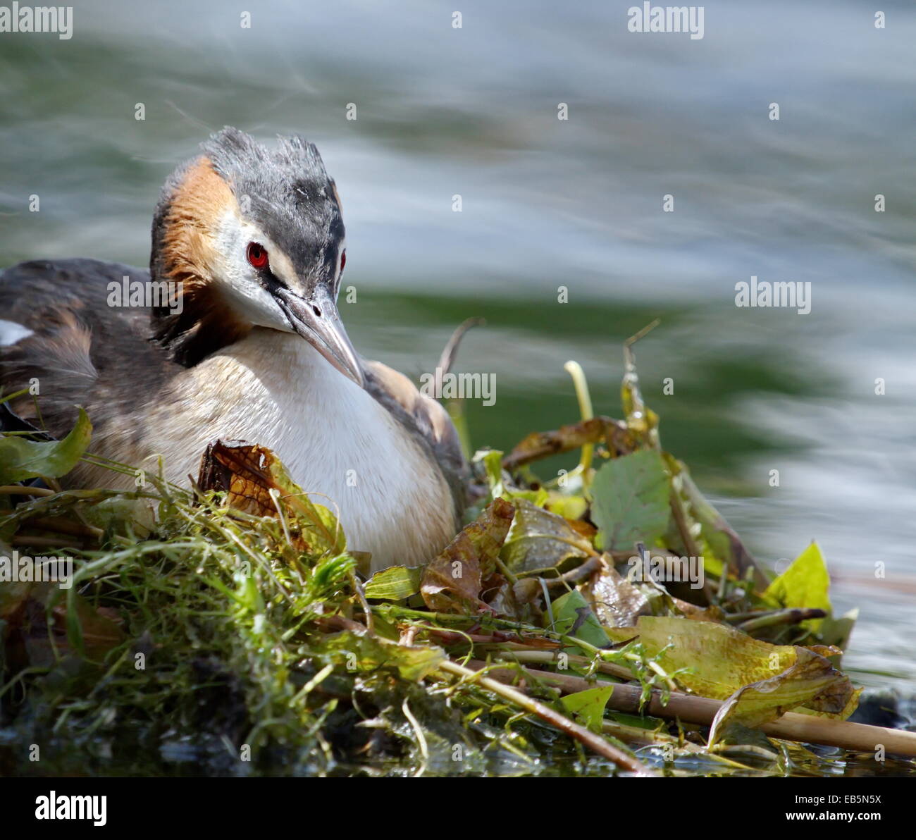 Crested grebe duck (podiceps cristatus) incubating its nest Stock Photo ...