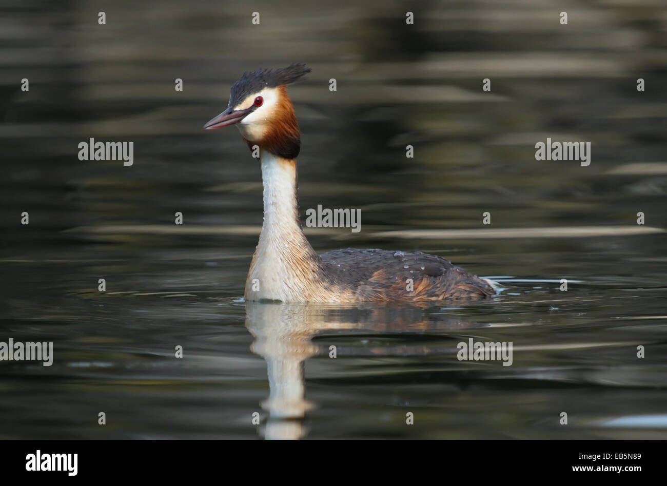 Crested grebe duck (podiceps cristatus) floating on water Stock Photo ...