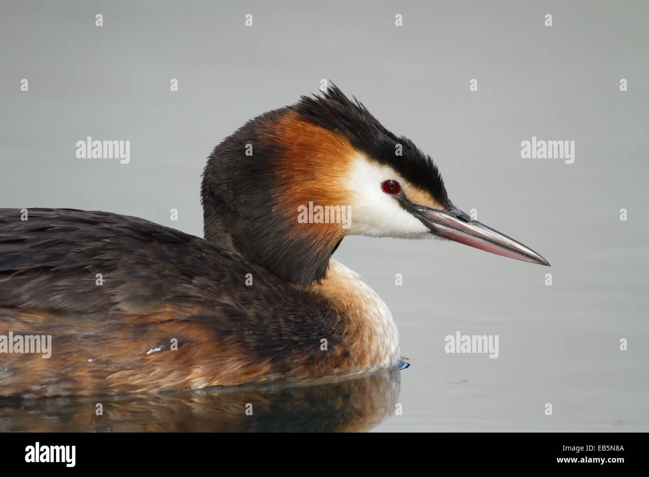 Crested grebe duck (podiceps cristatus) floating on water Stock Photo ...