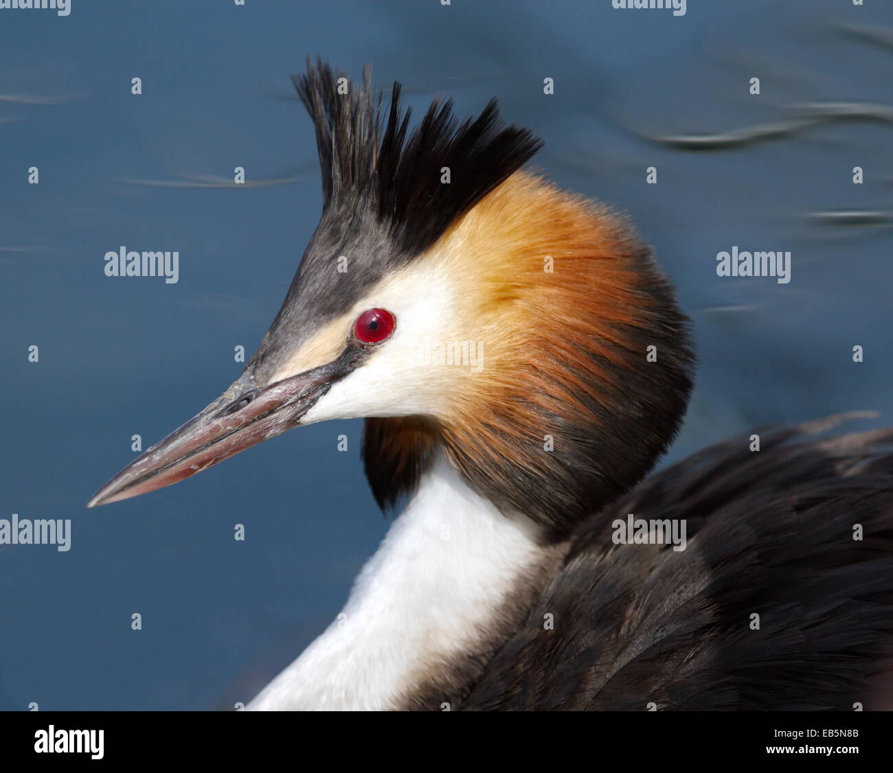 Crested grebe duck (podiceps cristatus) floating on water Stock Photo ...