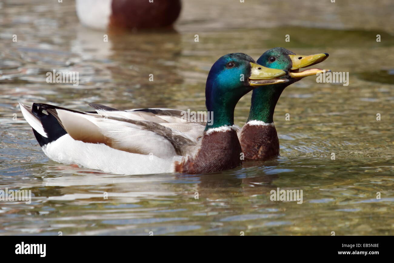 Mallard drake quacking hi-res stock photography and images - Alamy