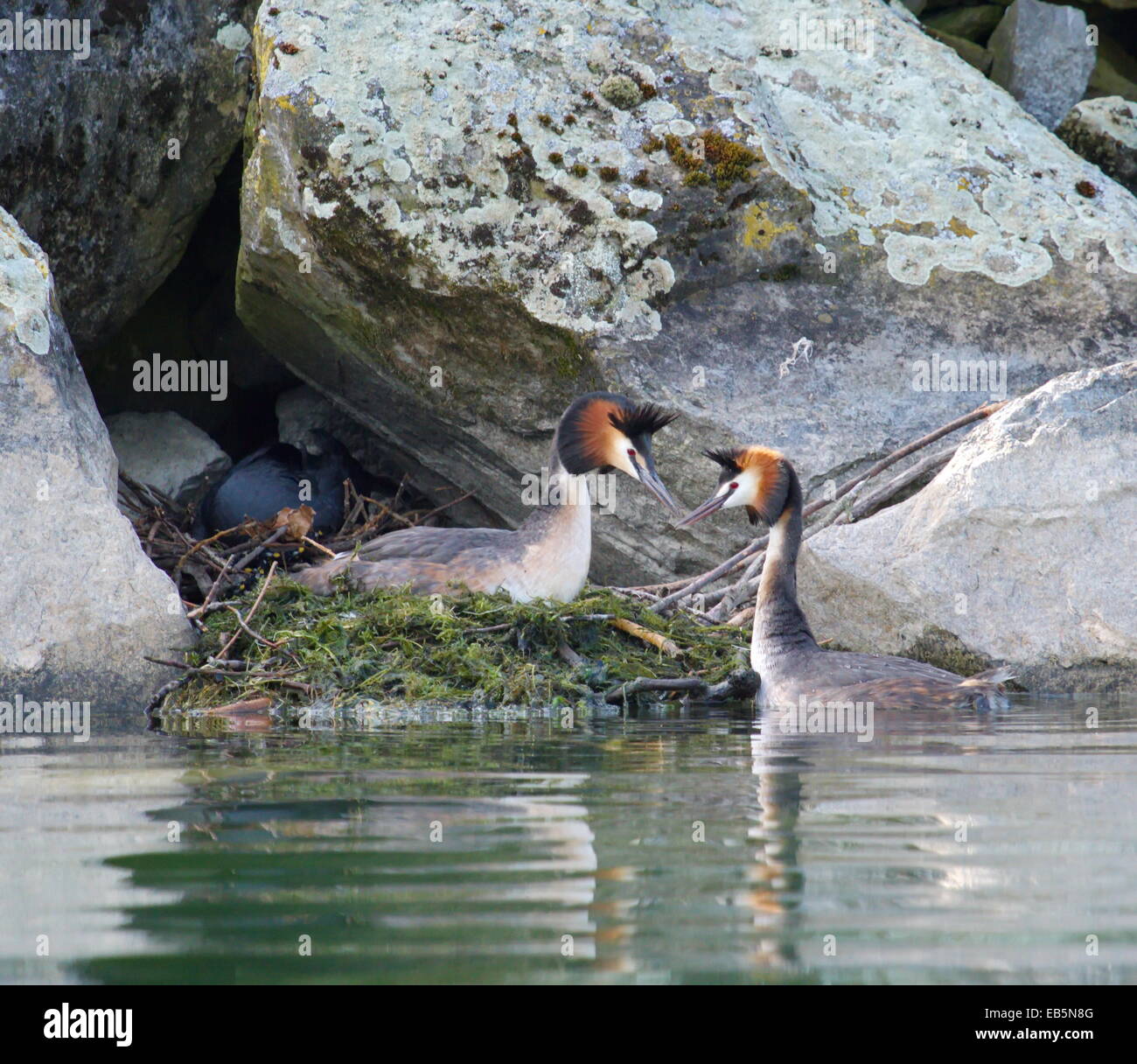 Male and female crested grebe ducks (podiceps cristatus) at their nest ...