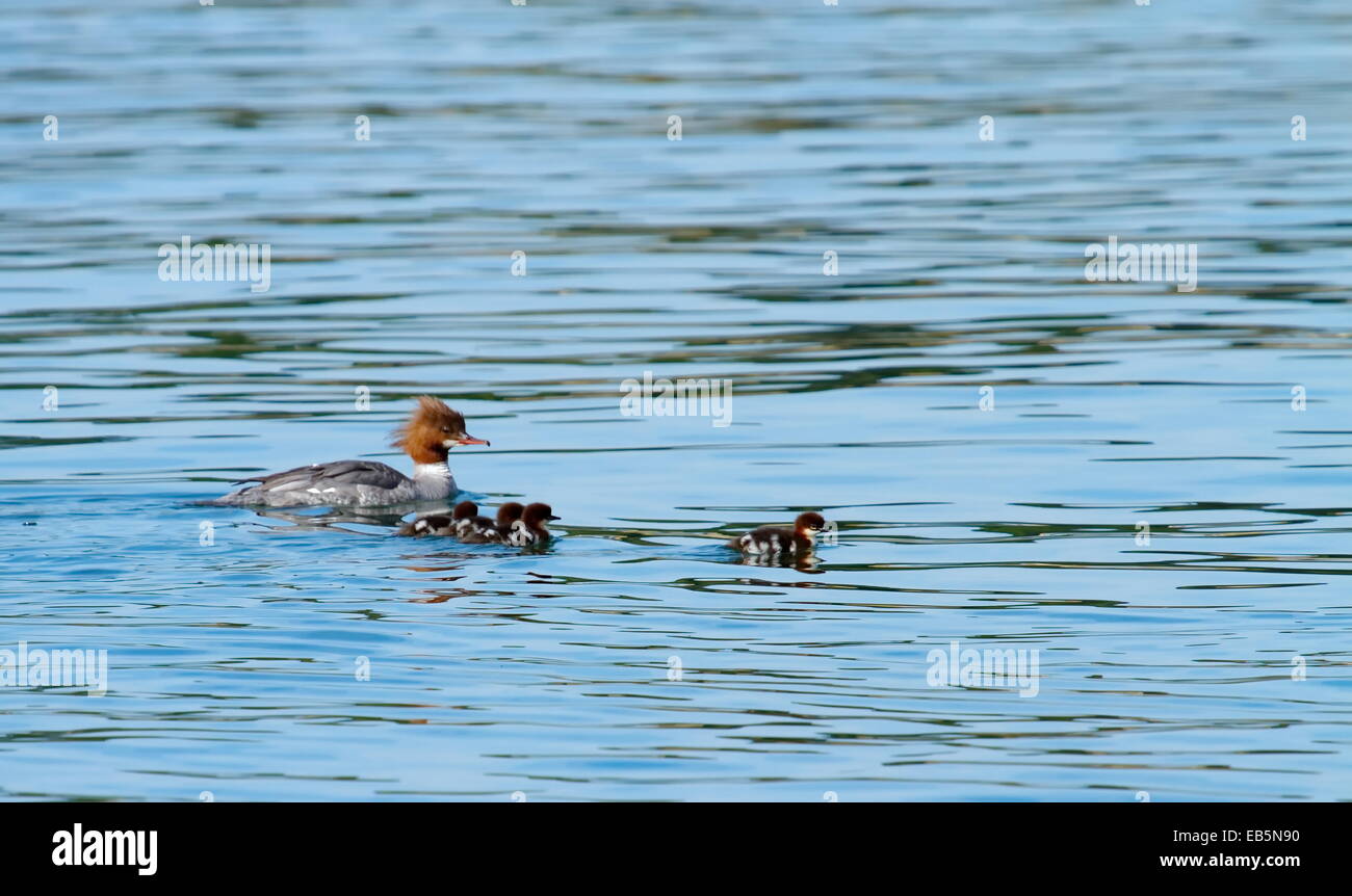 Female goosander (mergus merganser) and babies on its back swimming ...