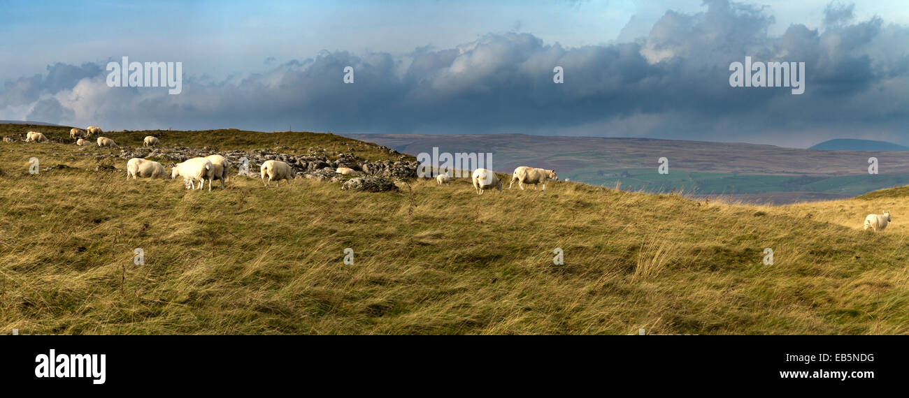 Brooding sky with grazing sheep hi-res stock photography and images - Alamy