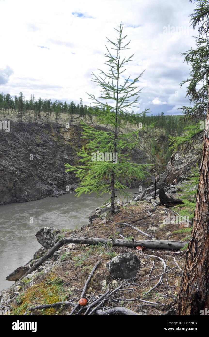 Canyon of the mountain river in Yakutia. Ridge Suntar-khayata, river ...