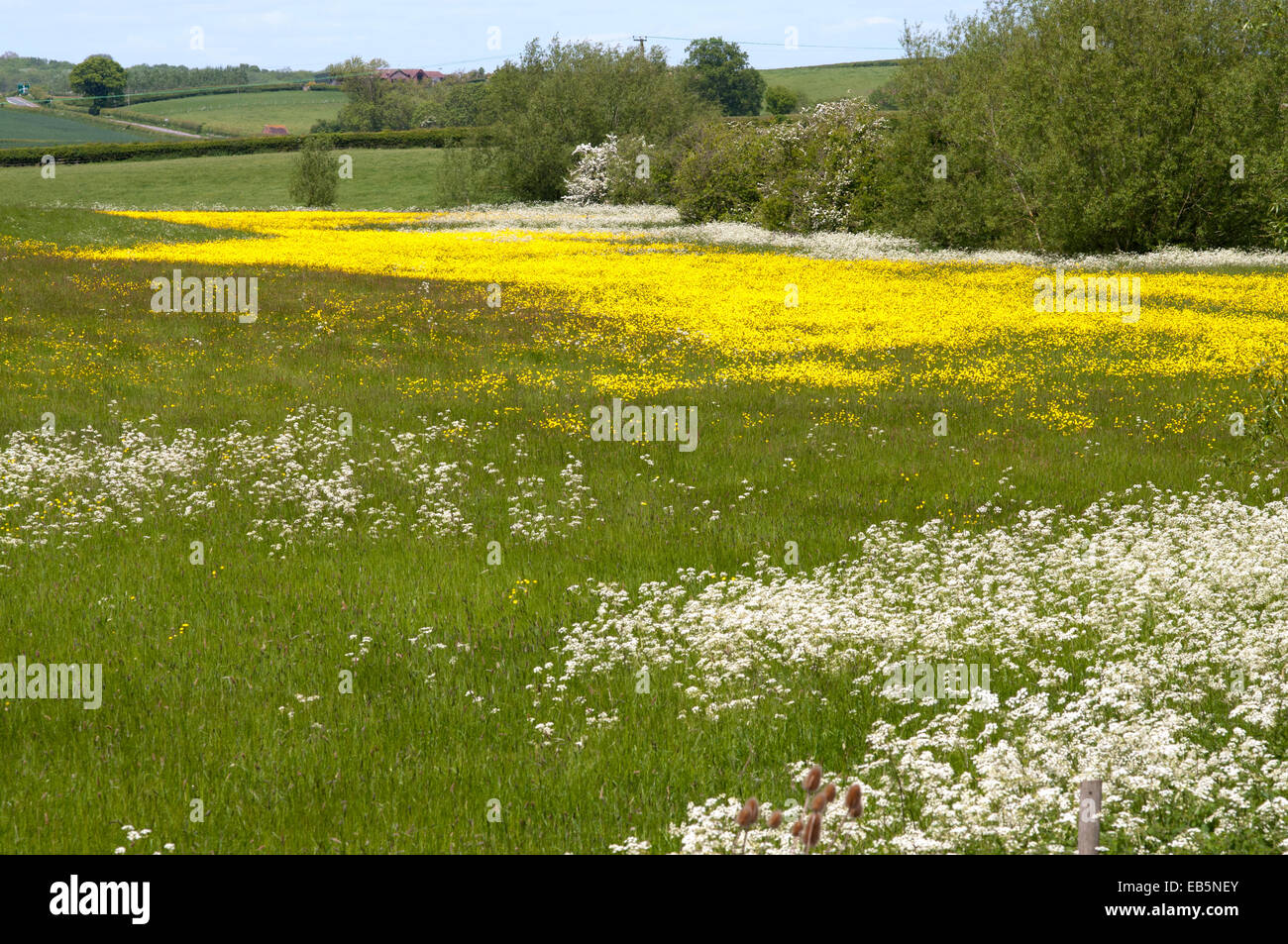 English wildflower meadow hi-res stock photography and images - Alamy