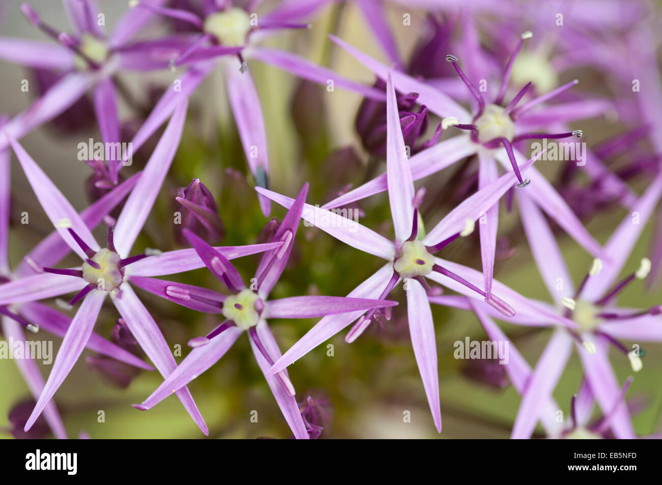 Allium christophii hi-res stock photography and images - Alamy