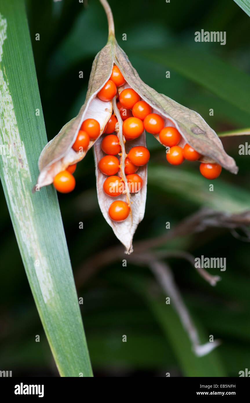 Iris Foetidissima High Resolution Stock Photography and Images - Alamy
