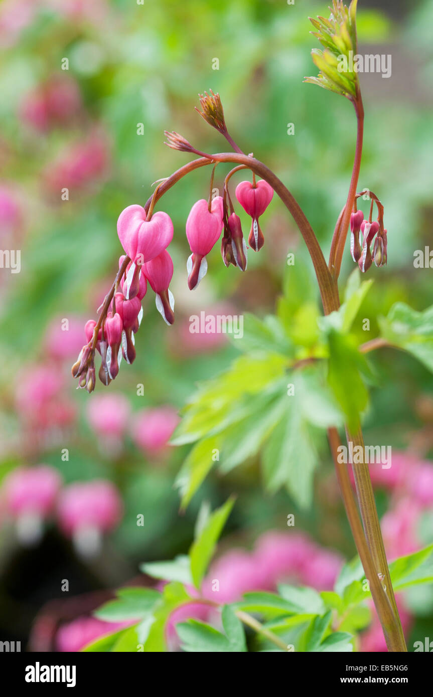 Spectabilis hi-res stock photography and images - Alamy