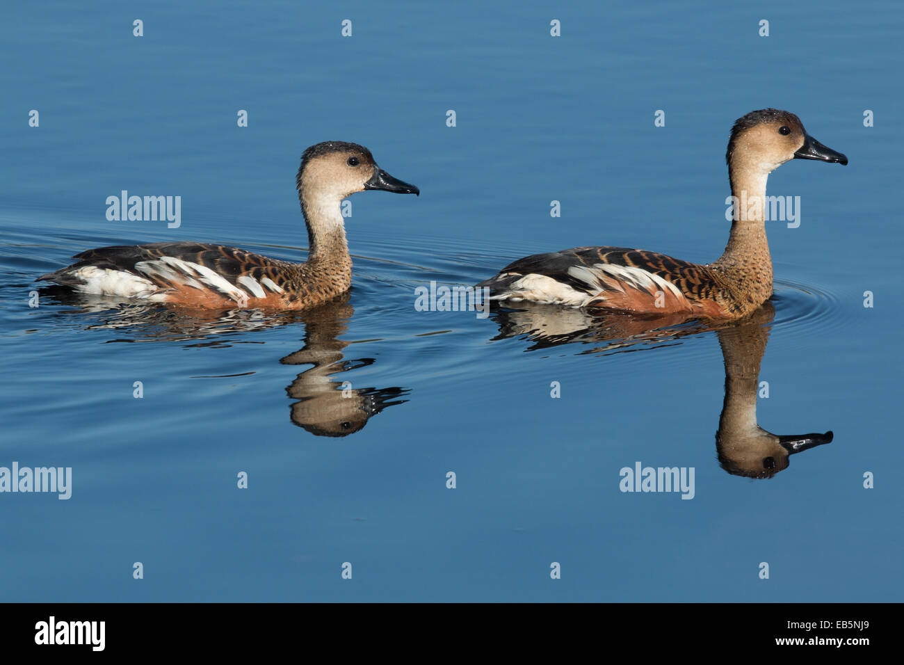 a pair of Wandering Whistling-ducks (Dendrocygna arcuata) swimming in a ...
