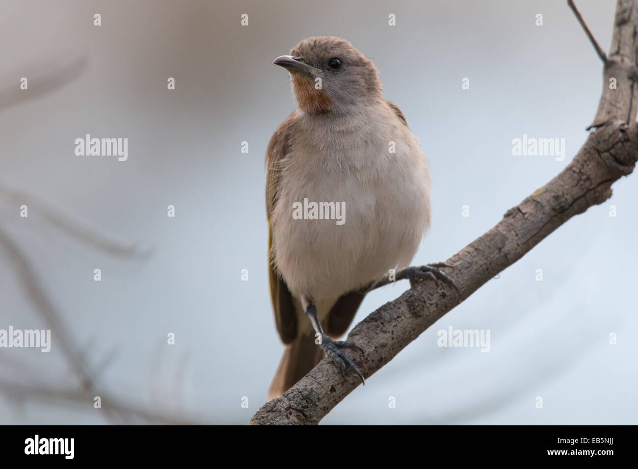 Conopophila rufogularis hi-res stock photography and images - Alamy