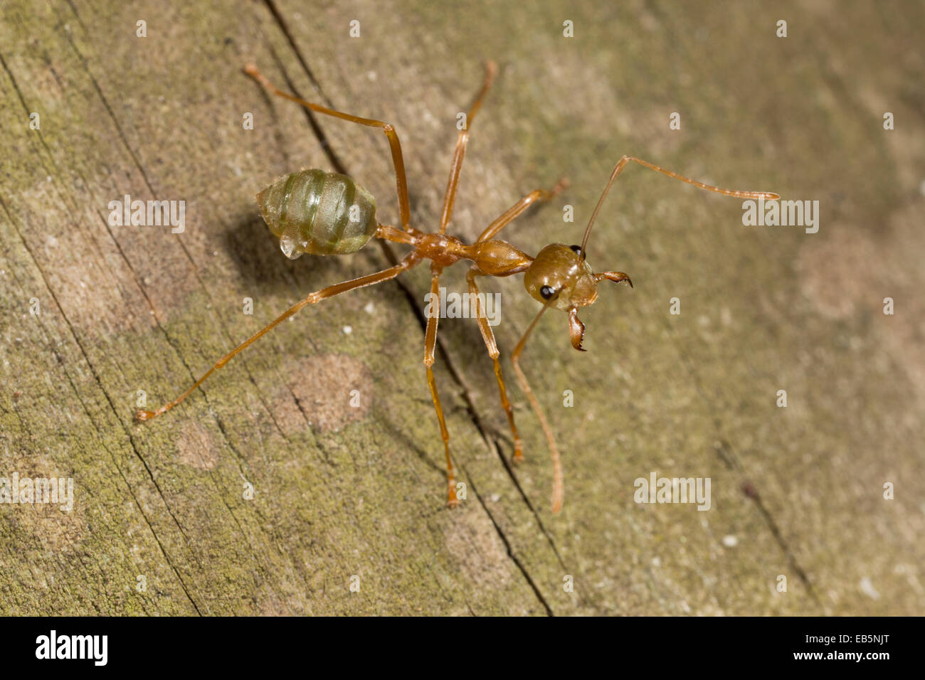 Green Tree Ant (Oecophylla smaragdina Stock Photo - Alamy