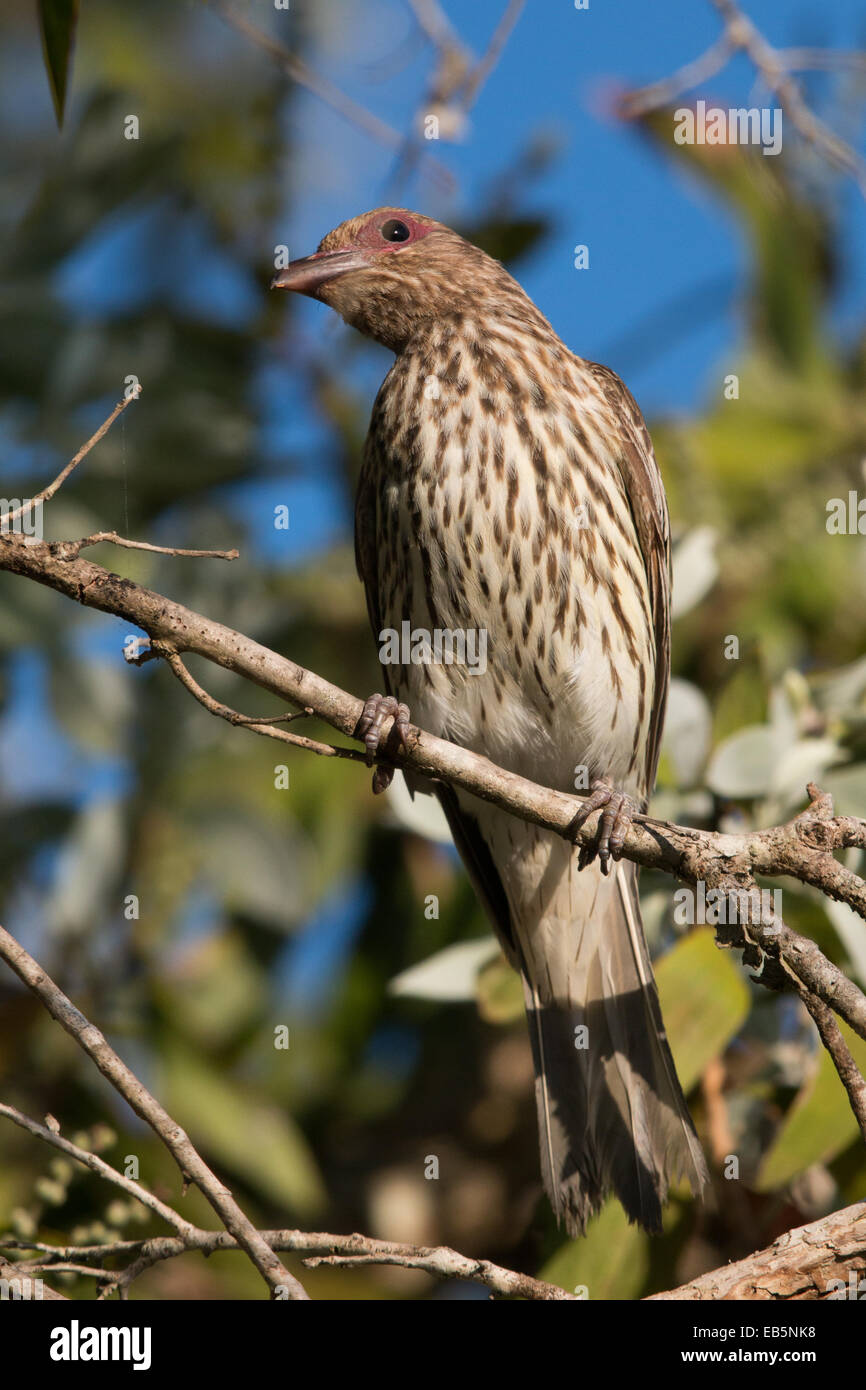 Female australasian figbird hi-res stock photography and images - Alamy