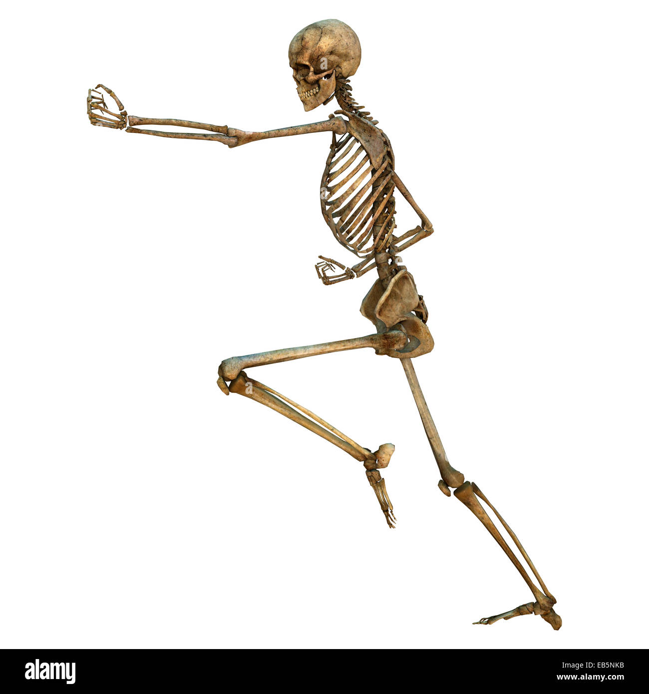 3D digital render of a human skeleton in a tetsui-uchi martial arts ...