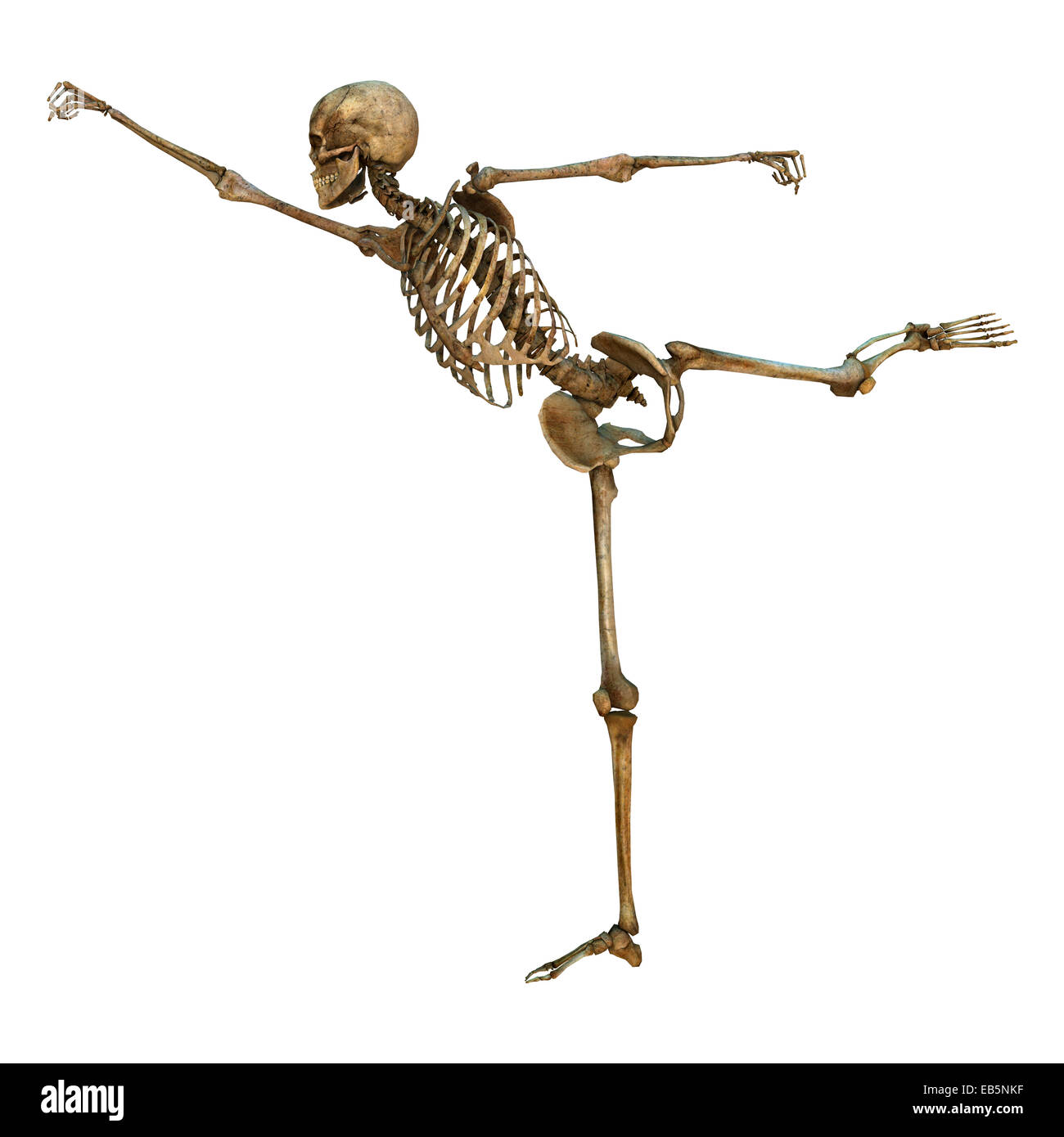 3D digital render of a human skeleton in a yoke punch martial arts ...