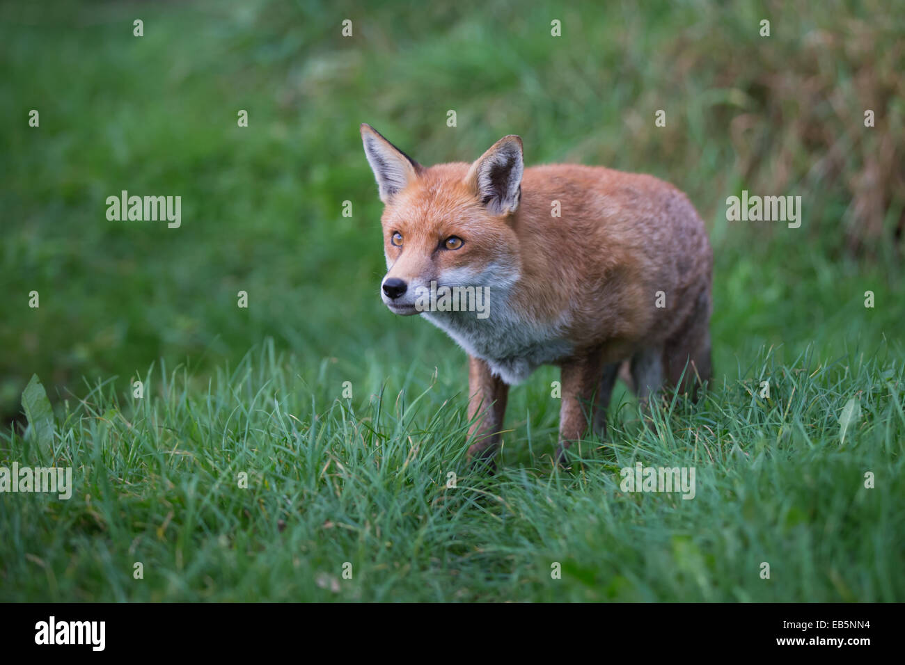 Male European Red Fox stalking in grassland Stock Photo - Alamy