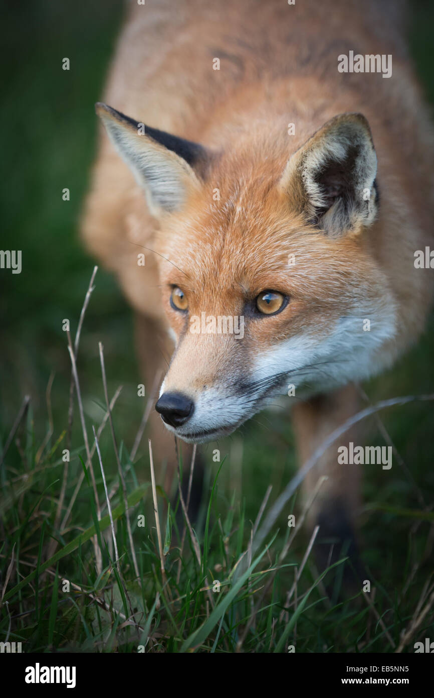 Male red fox stalking prey Stock Photo - Alamy