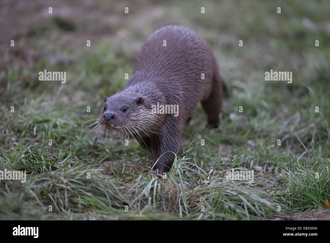 Walking otter hi-res stock photography and images - Alamy