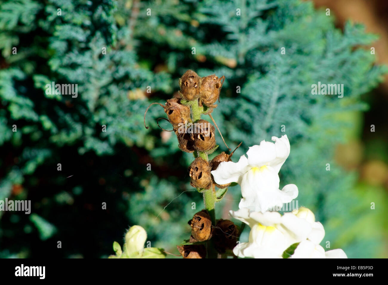 SNAPDRAGON DIEING STEM Stock Photo - Alamy