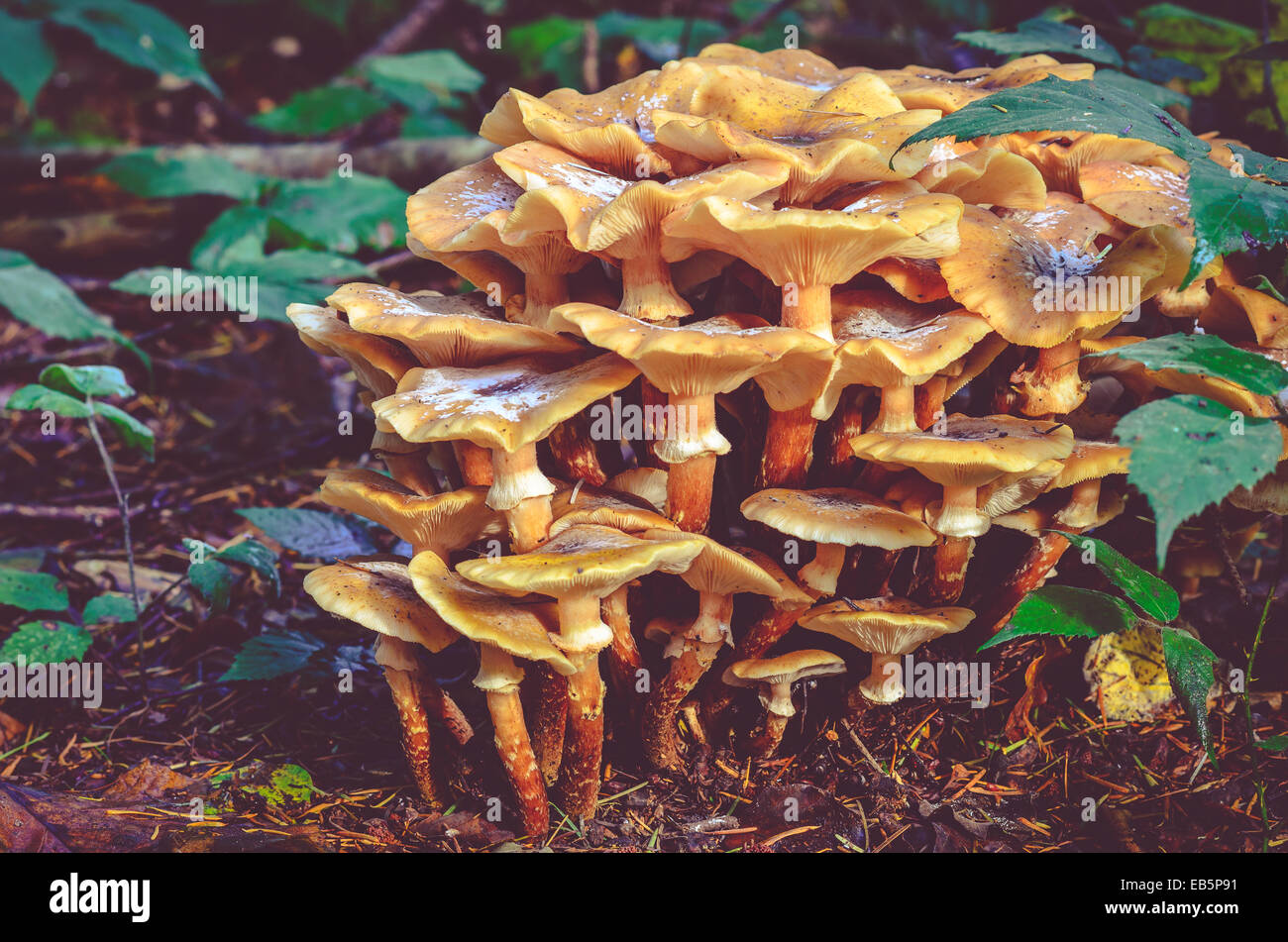 Group of mushrooms in a Belgian forest Armillaria mellea Stock Photo ...