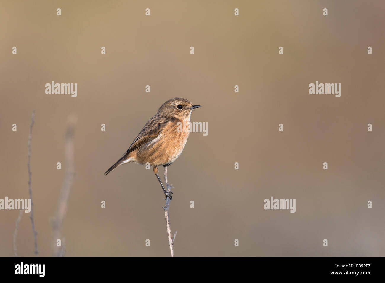 Female stonechat uk hi-res stock photography and images - Alamy