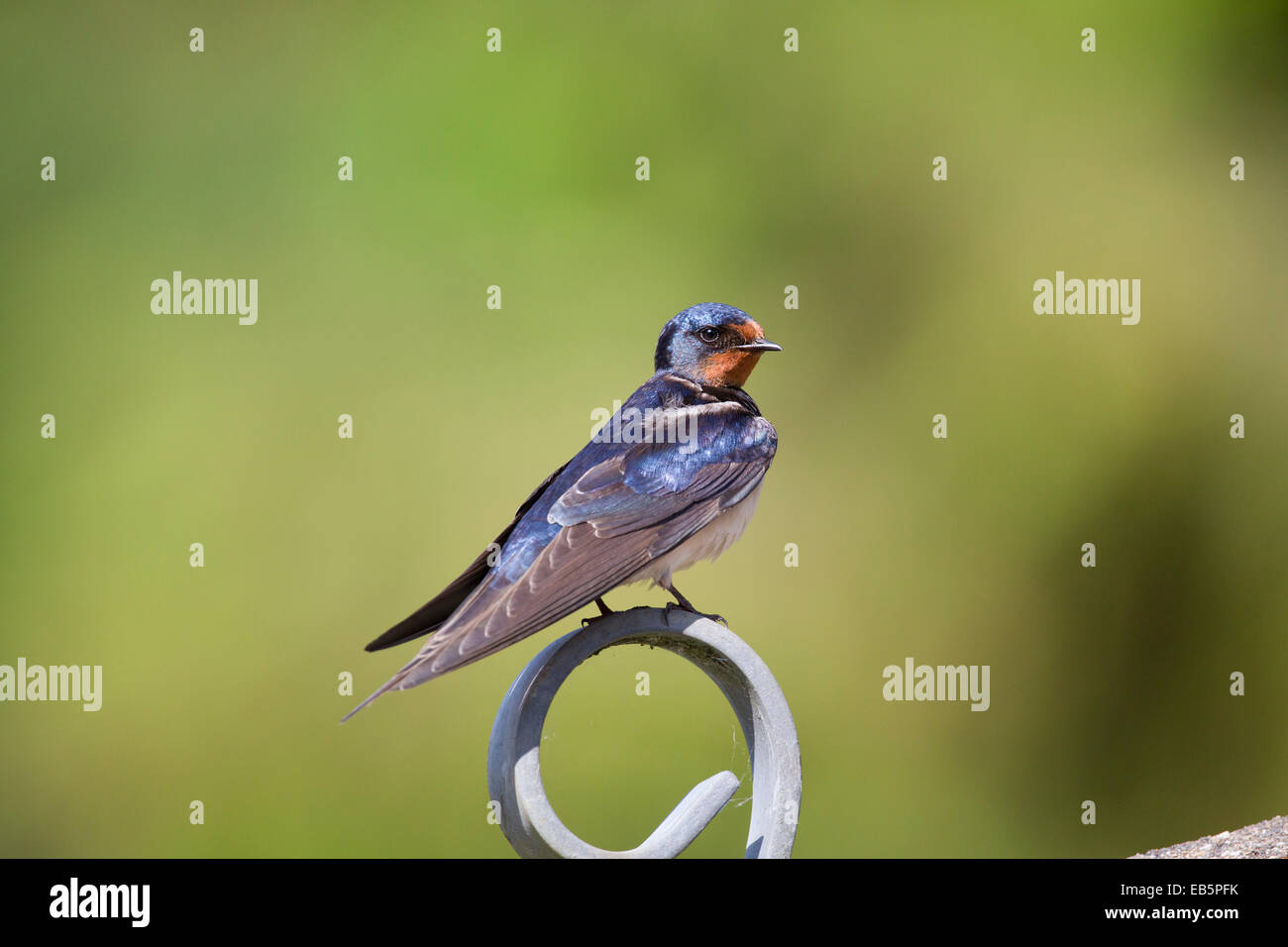 Female swallow hi-res stock photography and images - Alamy