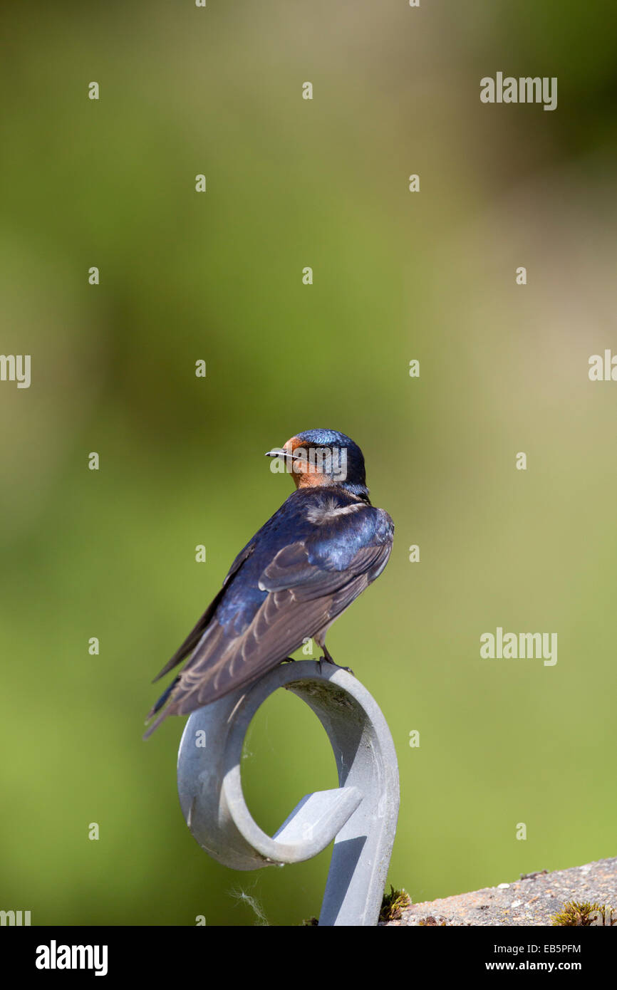 Swallow; Hirundo rustica; Female; UK Stock Photo - Alamy