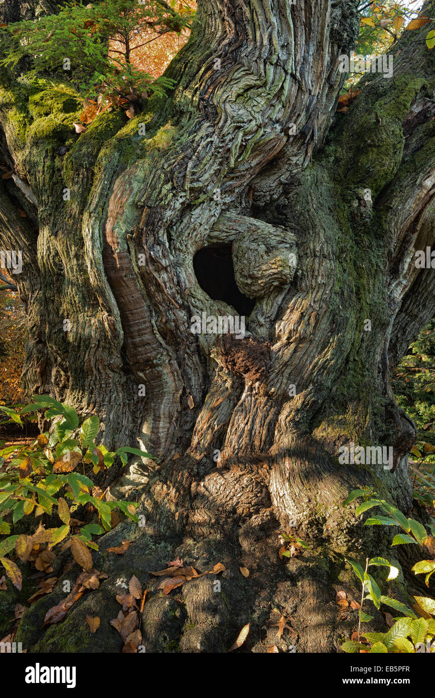 small yew tree sapling starting to grow on top of ancient gnarled sweet ...