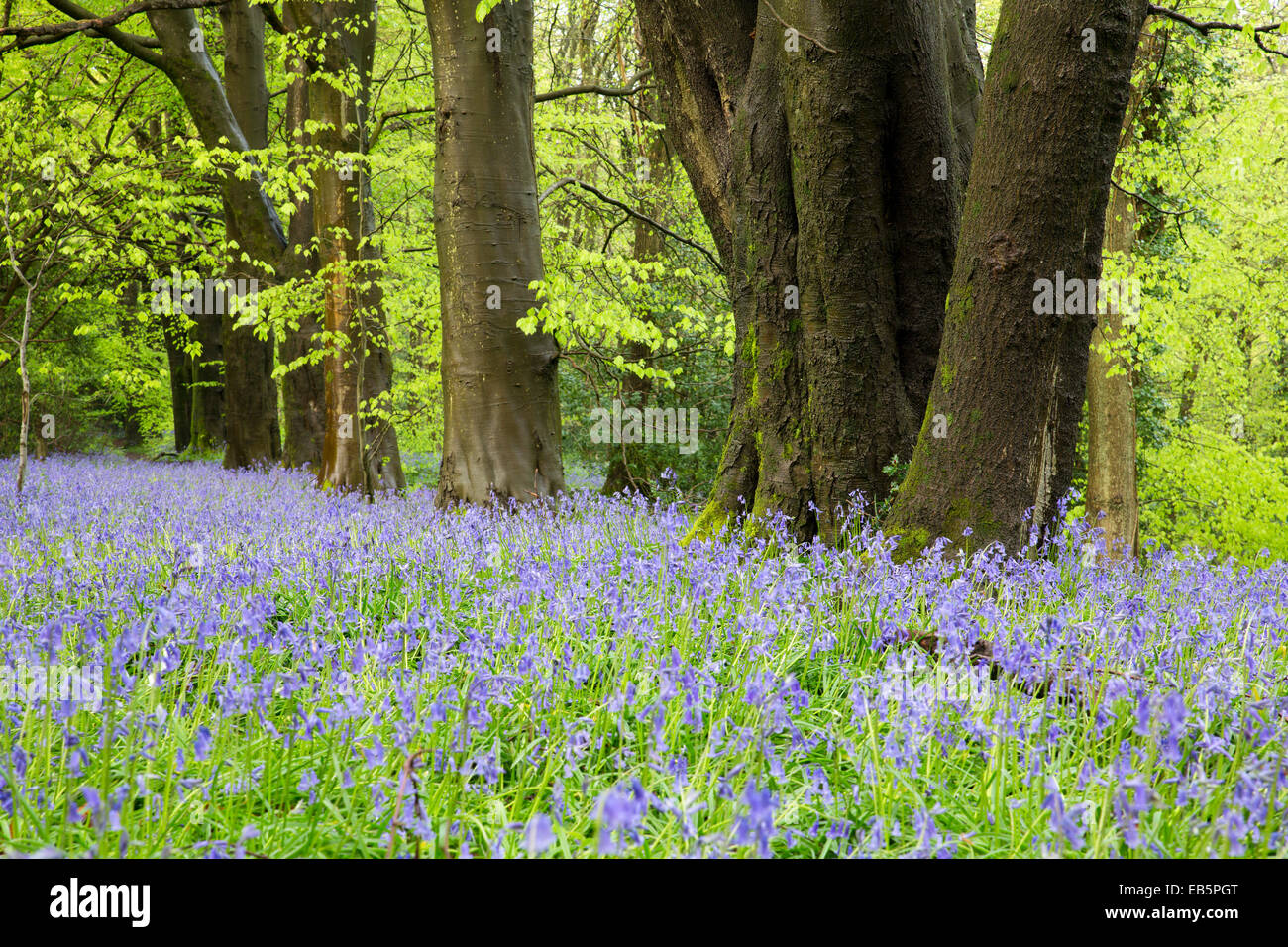 The ten trees hi-res stock photography and images - Alamy