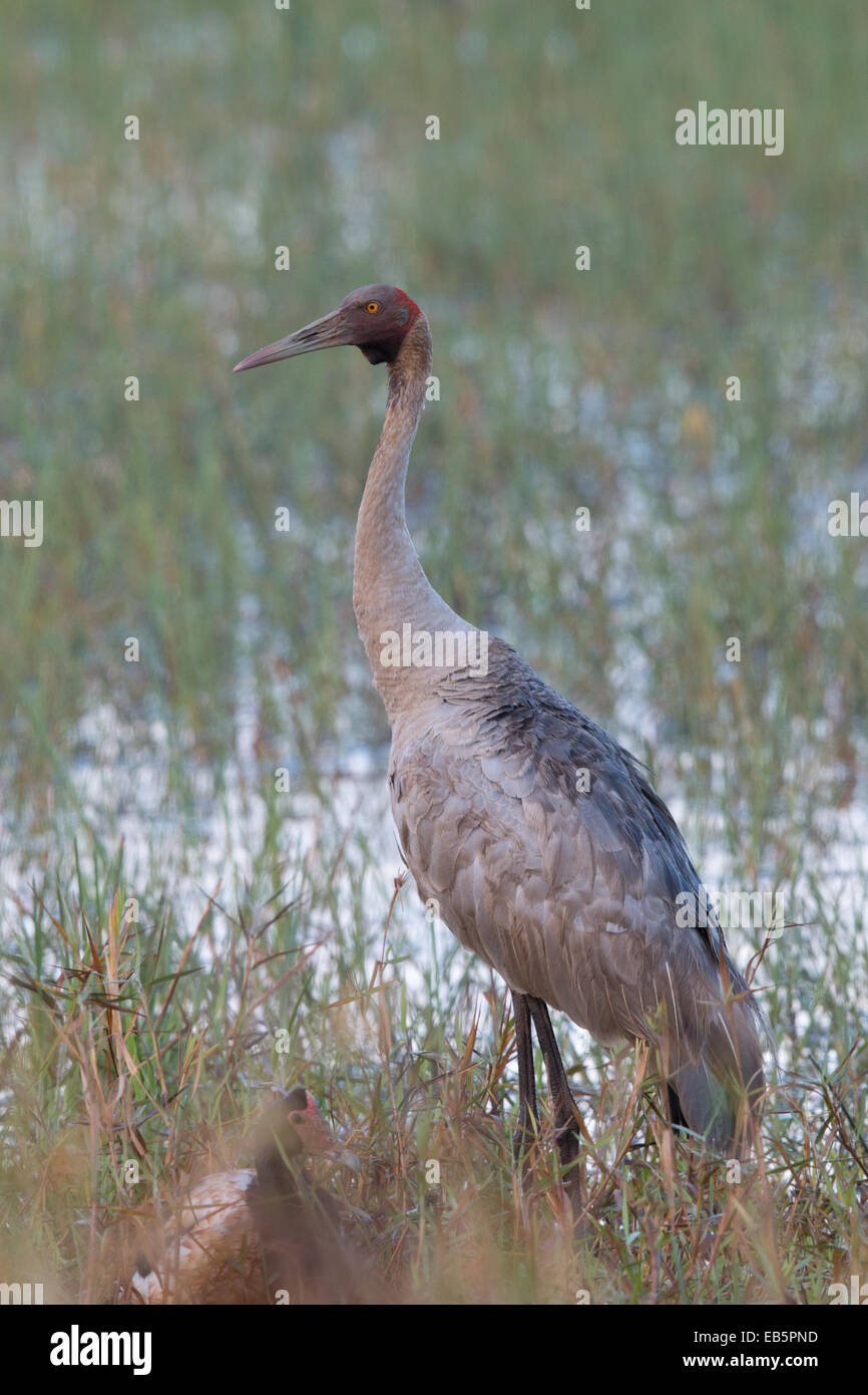 adult Brolgas (Grus rubicunda) in a flooded field Stock Photo - Alamy