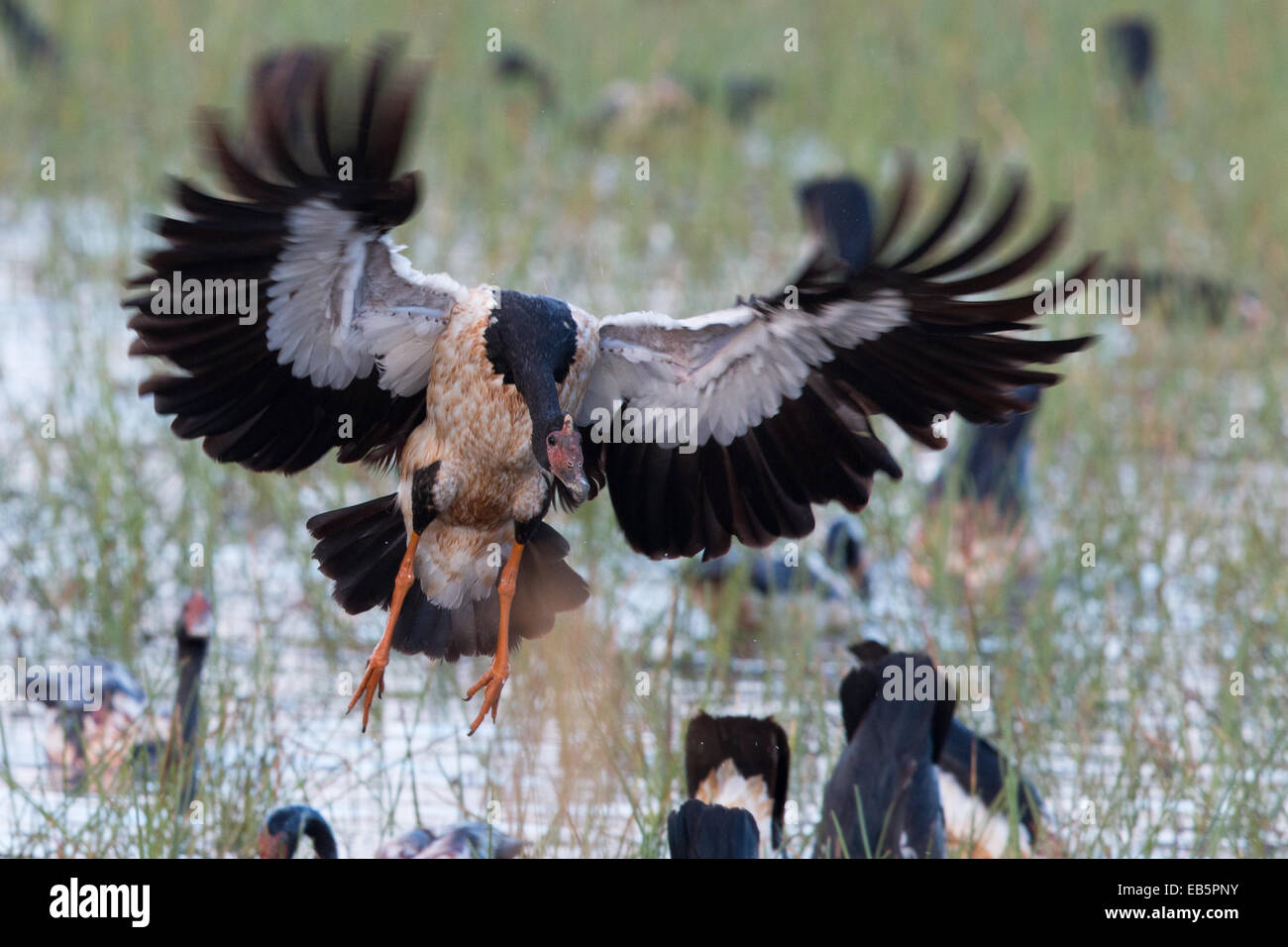 Magpie Goose (Anseranas semipalmata) landing Stock Photo - Alamy