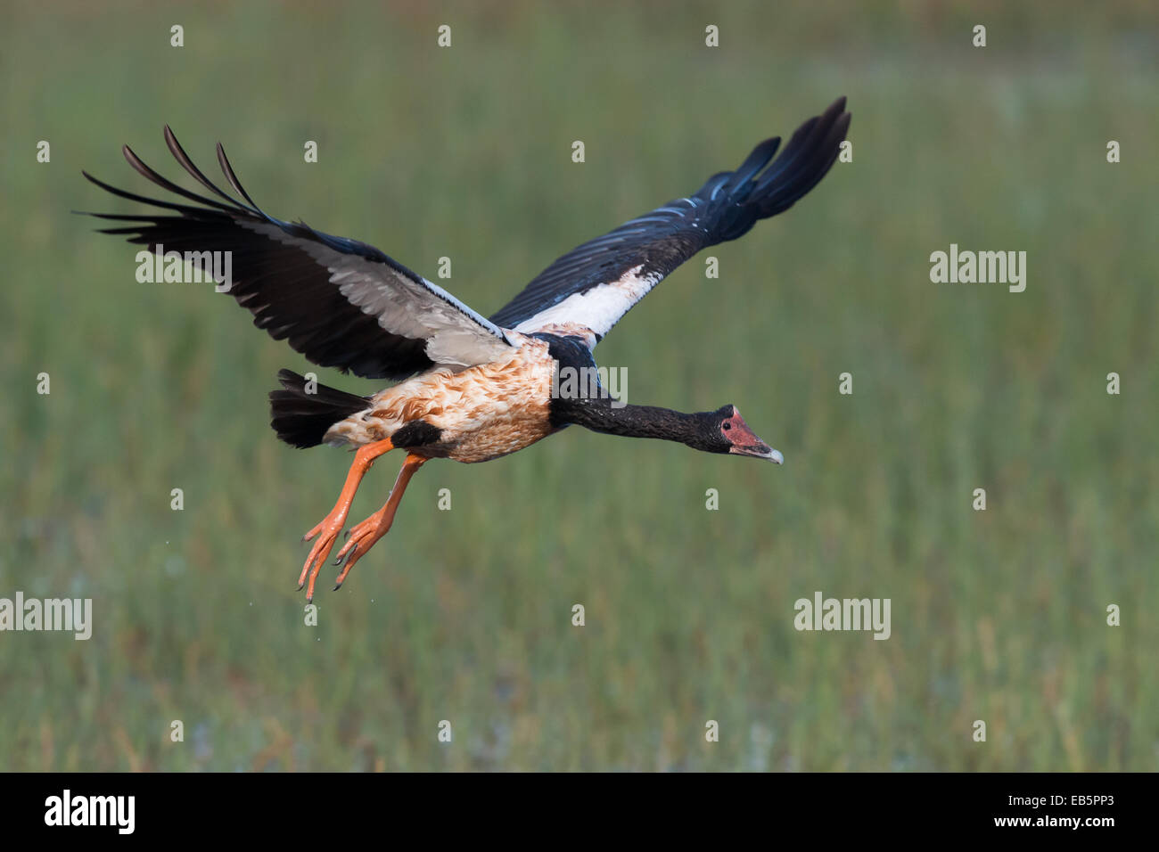 Australian magpie flying hi-res stock photography and images - Alamy