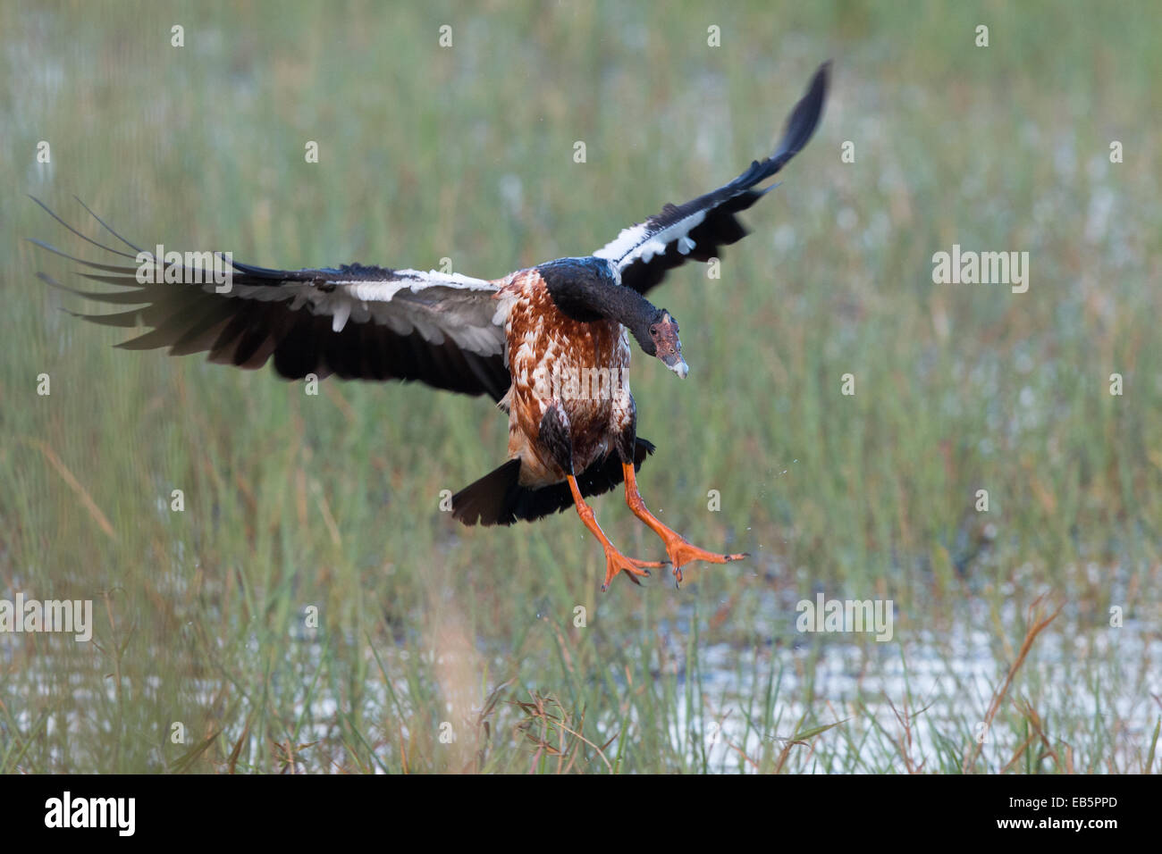 Magpie Goose (Anseranas semipalmata) landing Stock Photo - Alamy