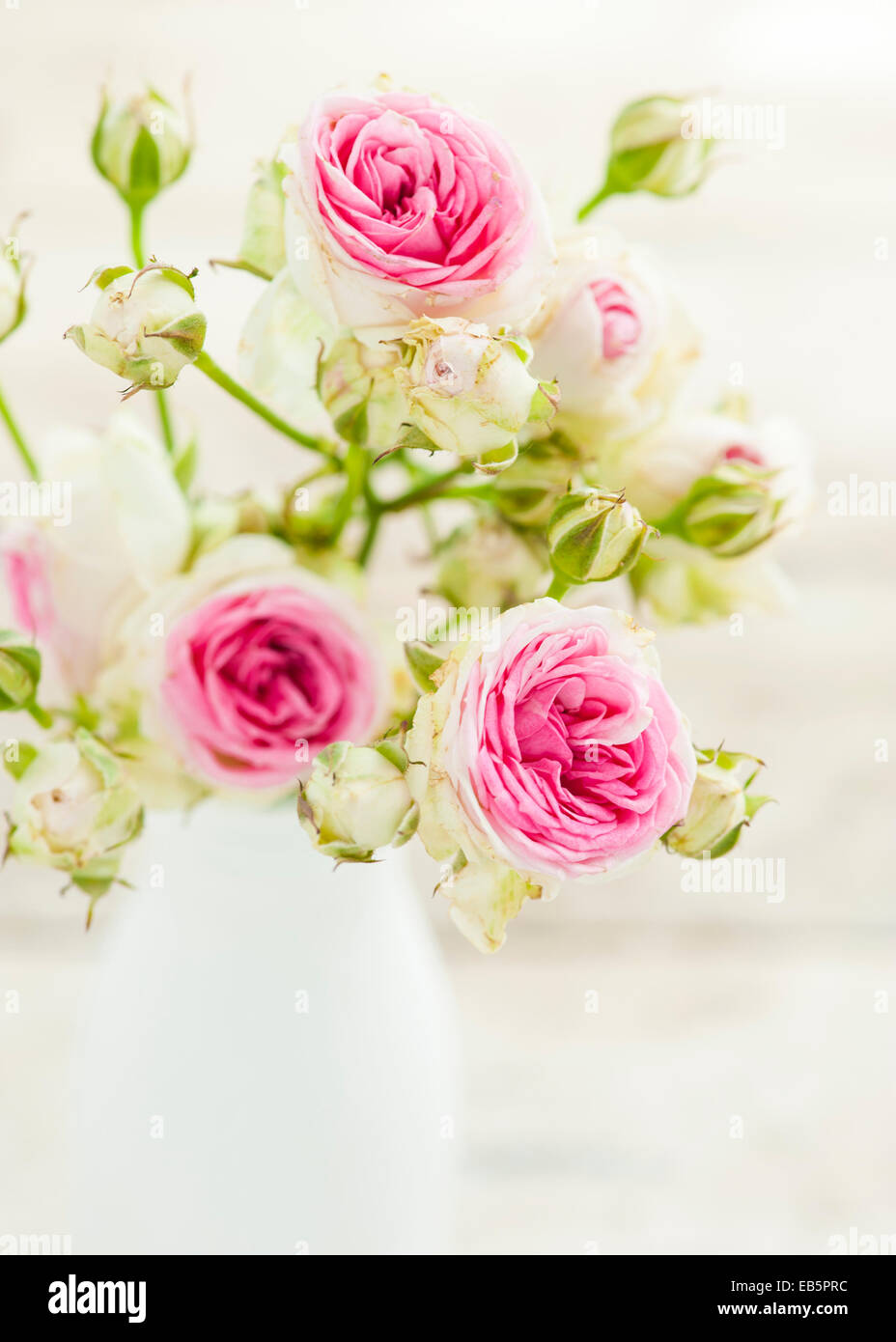 Pink roses on backdrop hi-res stock photography and images - Alamy