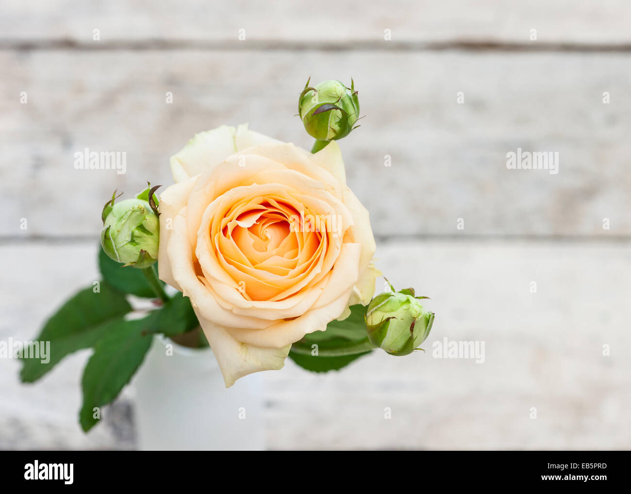 Apricot roses hi-res stock photography and images - Alamy