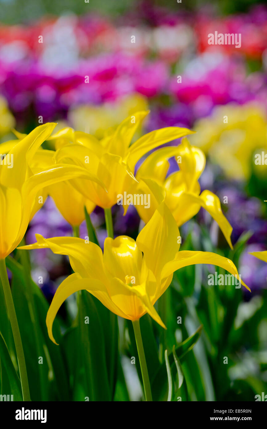 Spring flowers britain hi-res stock photography and images - Alamy