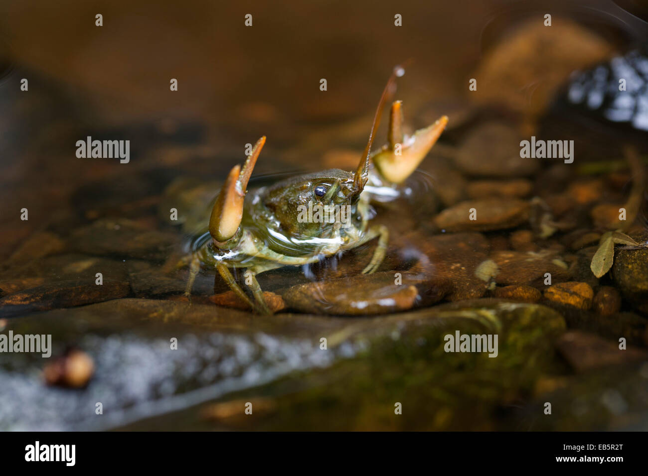 White Clawed Crayfish; Austropotamobius pallipes; Northumberland; UK ...