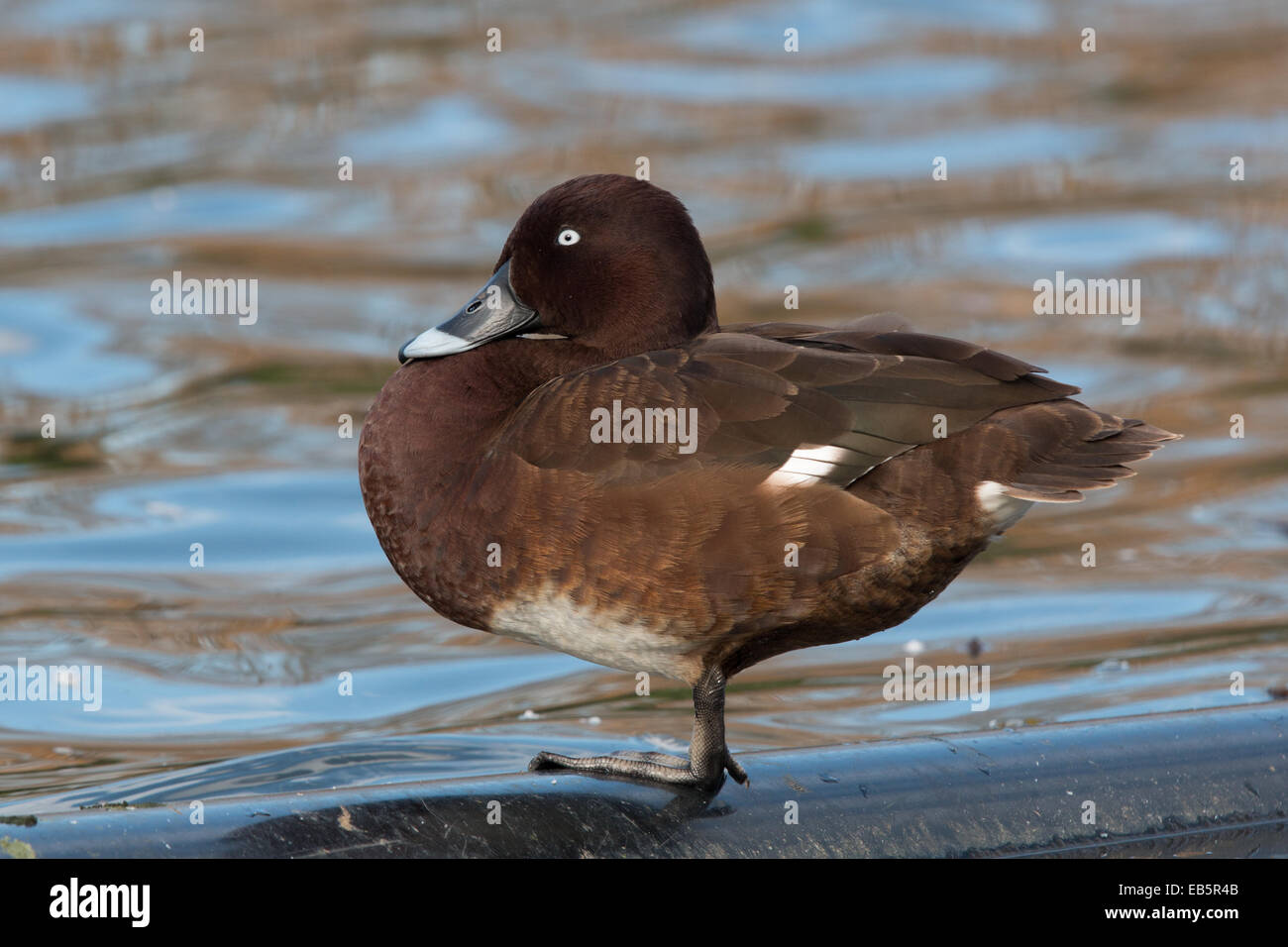 Hardhead (Aythya australis Stock Photo - Alamy