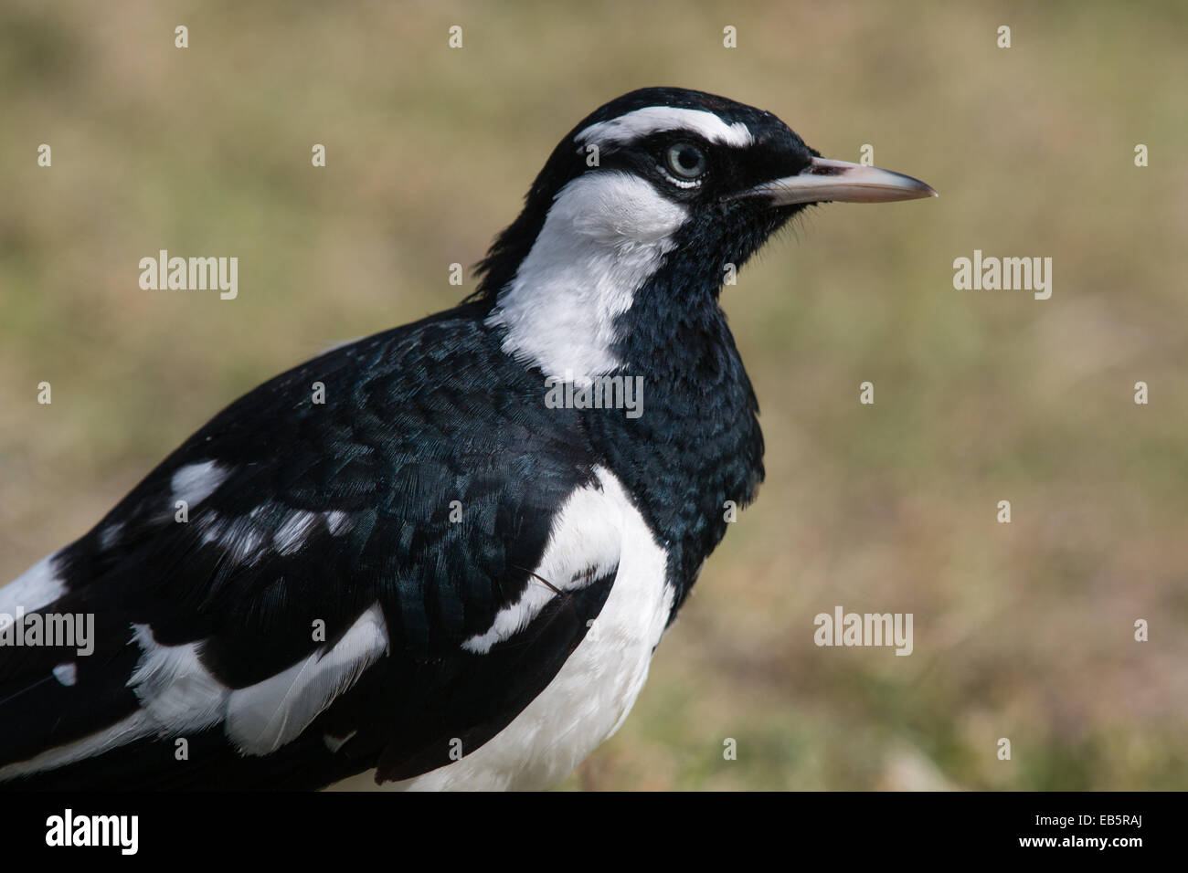 Magpie-lark (Grallina cyanoleuca Stock Photo - Alamy