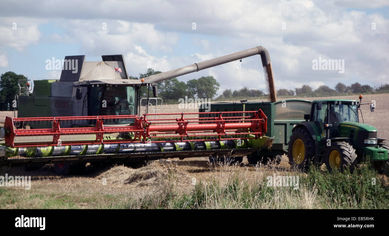 A combine harvester loads wheat onto a trailer England Uk Stock Photo ...