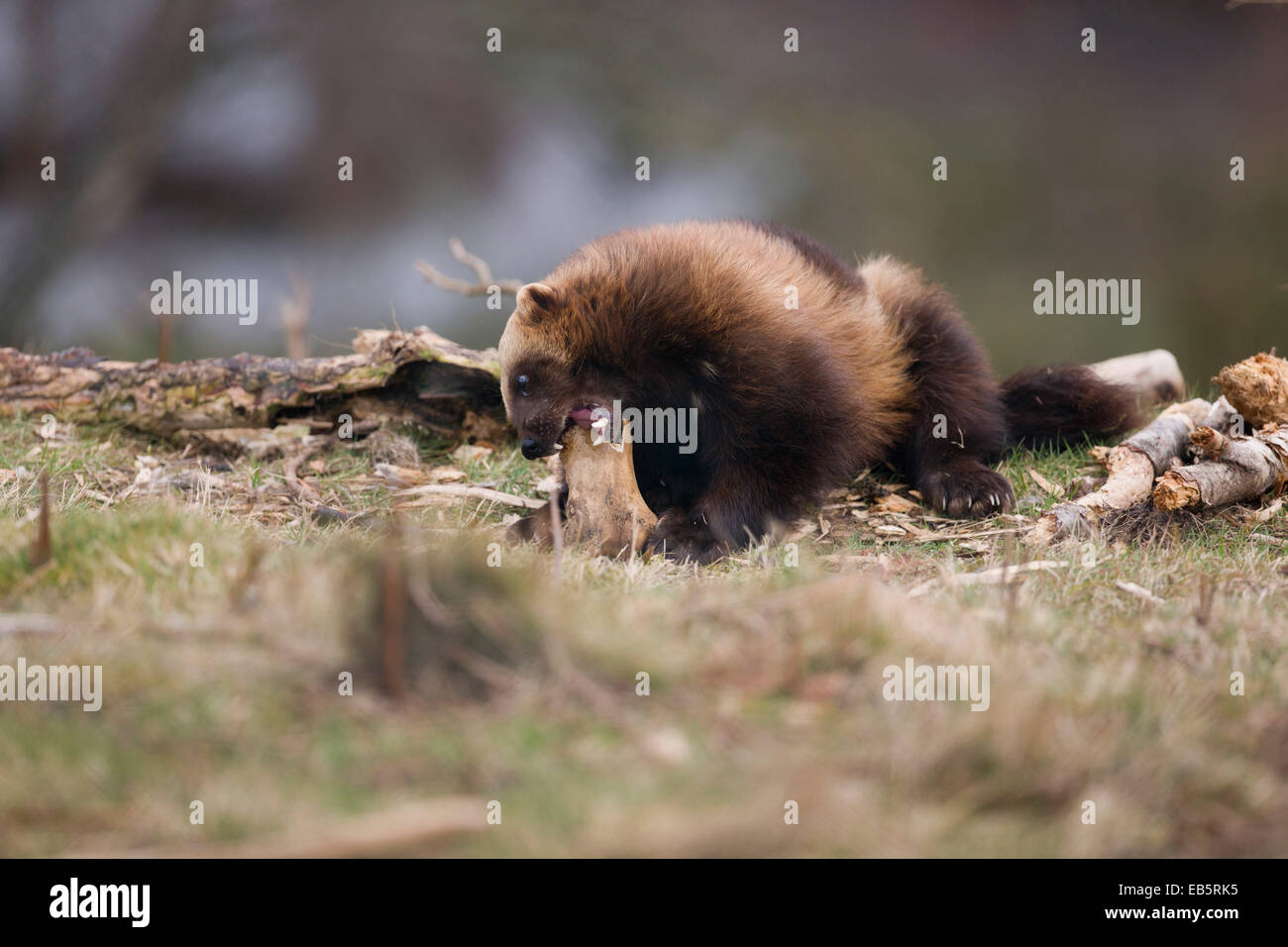 Wolverine; Gulo gulo; Captive; UK Stock Photo - Alamy