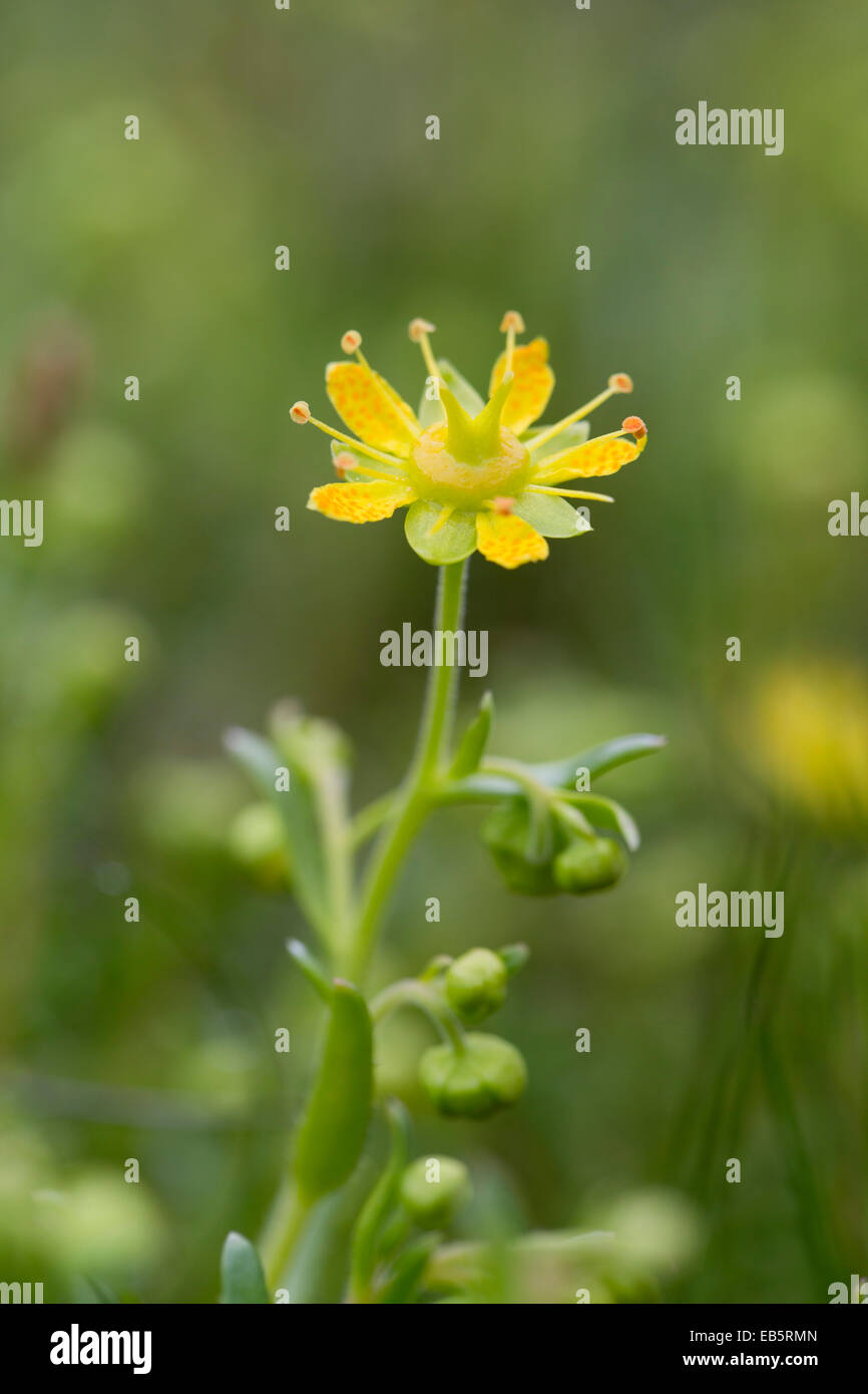 Yellow Saxifrage; Saxifraga aizoides; Summer; UK Stock Photo - Alamy