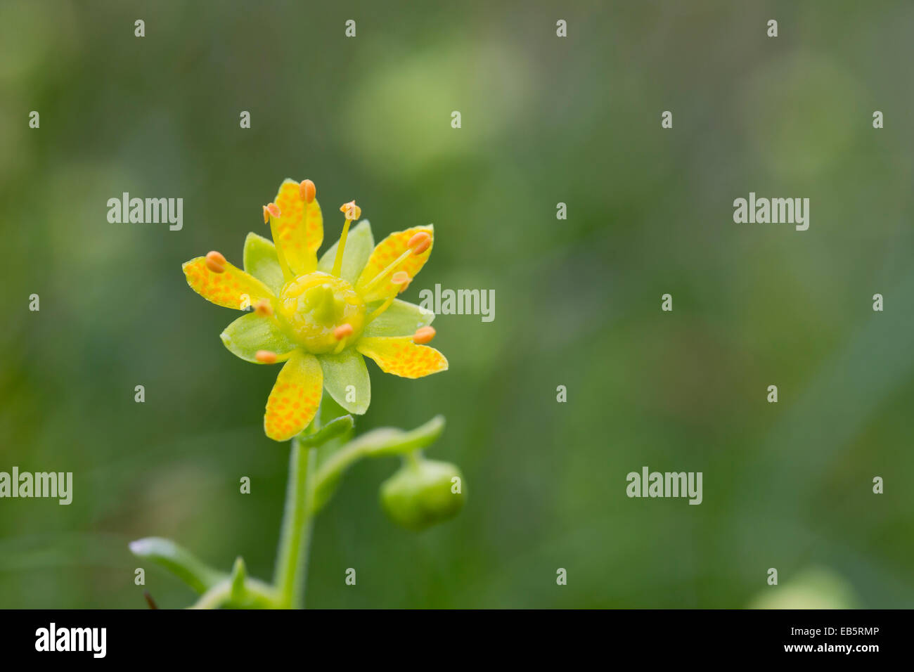 Yellow Saxifrage; Saxifraga aizoides; Summer; UK Stock Photo - Alamy