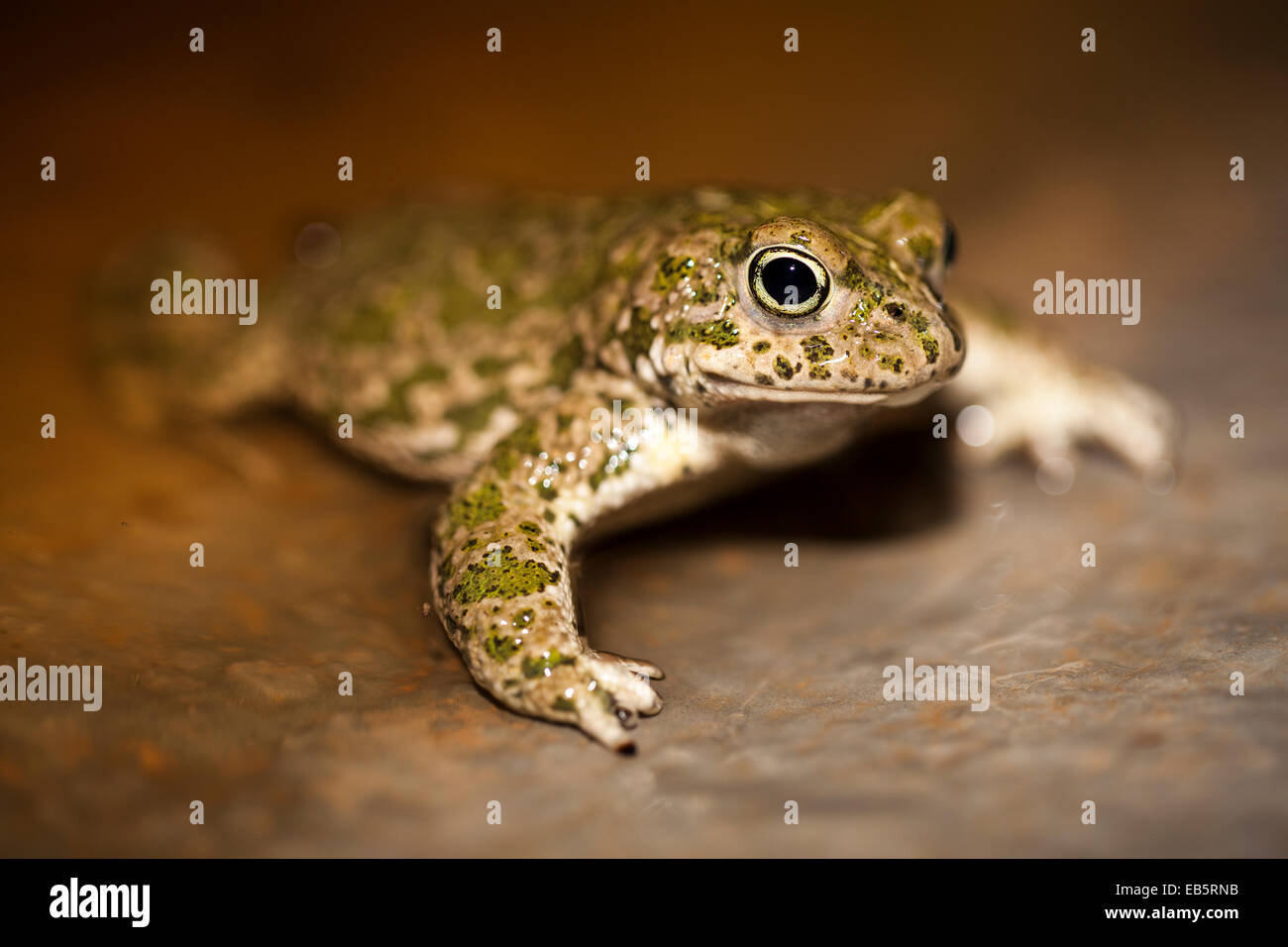 Natterjack toads hi-res stock photography and images - Alamy