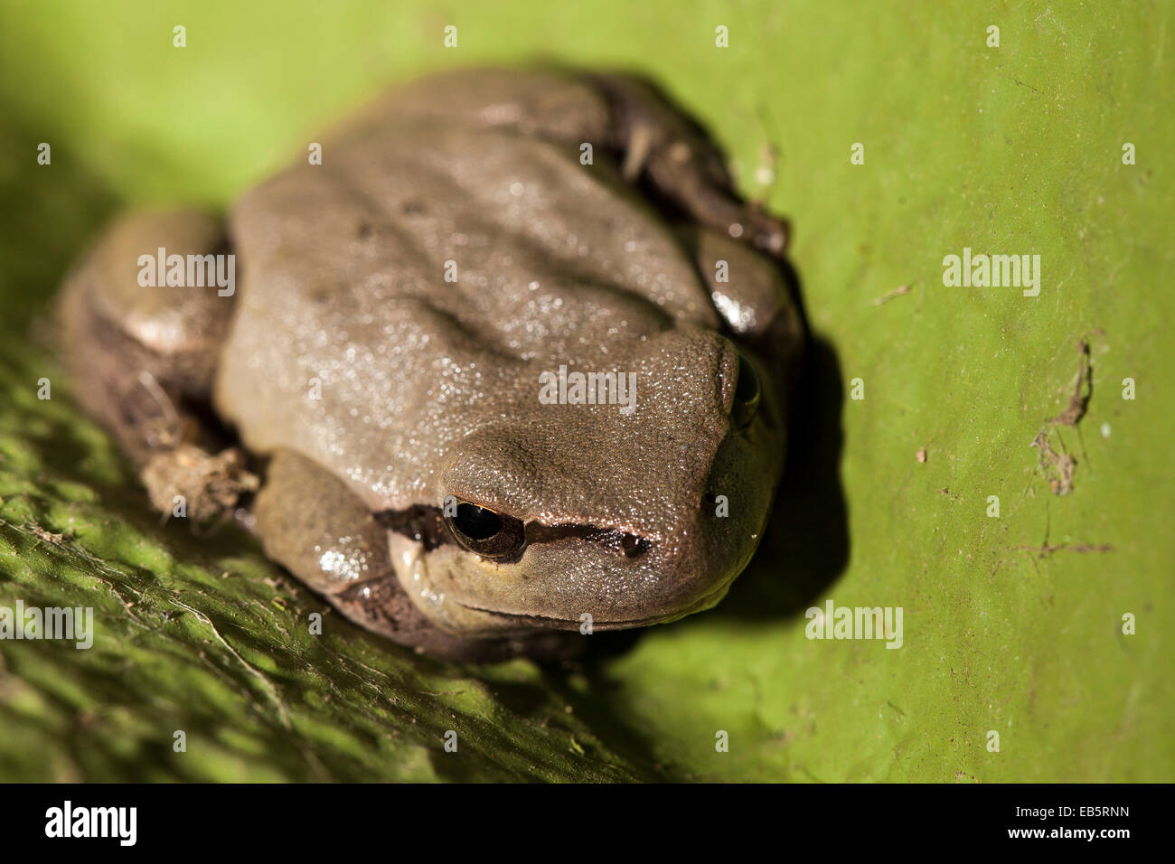 Amphibian sleeping hi-res stock photography and images - Alamy