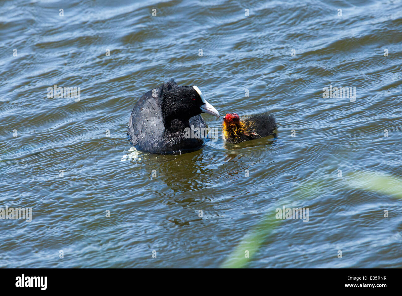 eurasian coot feeding a baby Stock Photo - Alamy