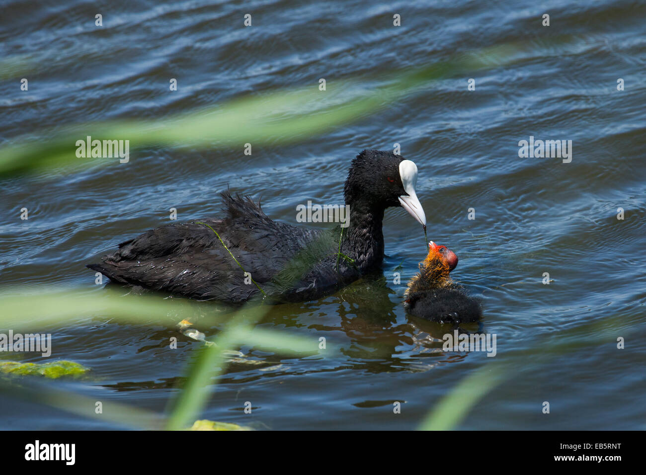eurasian coot feeding a baby Stock Photo - Alamy