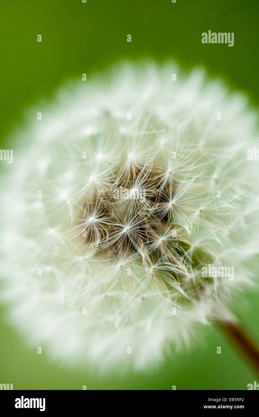 detail of the seeds of a dandelion Stock Photo - Alamy