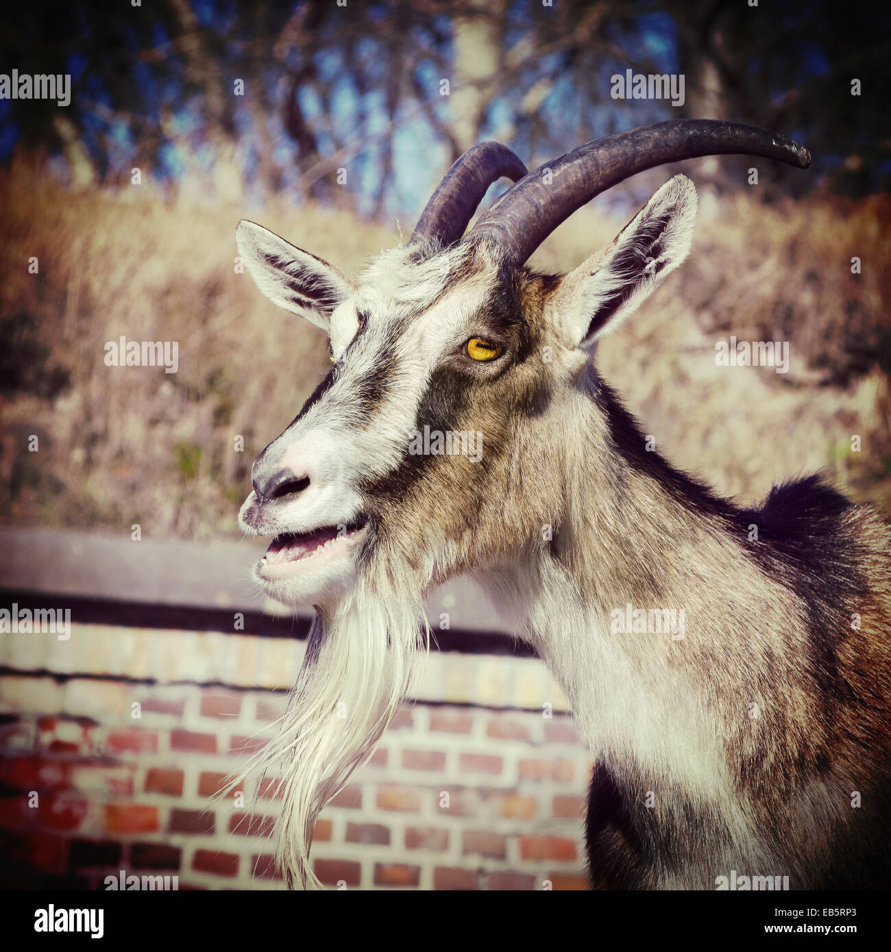 Vintage goat hi-res stock photography and images - Alamy